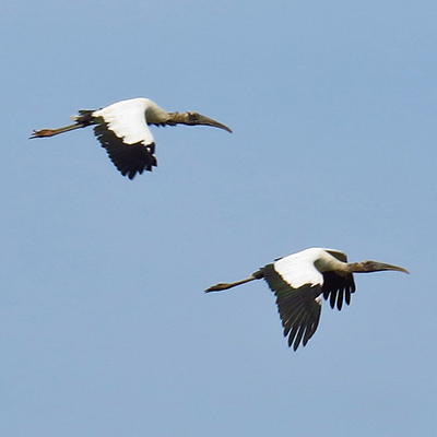 Wood Stork Range and Migration - Avian Report