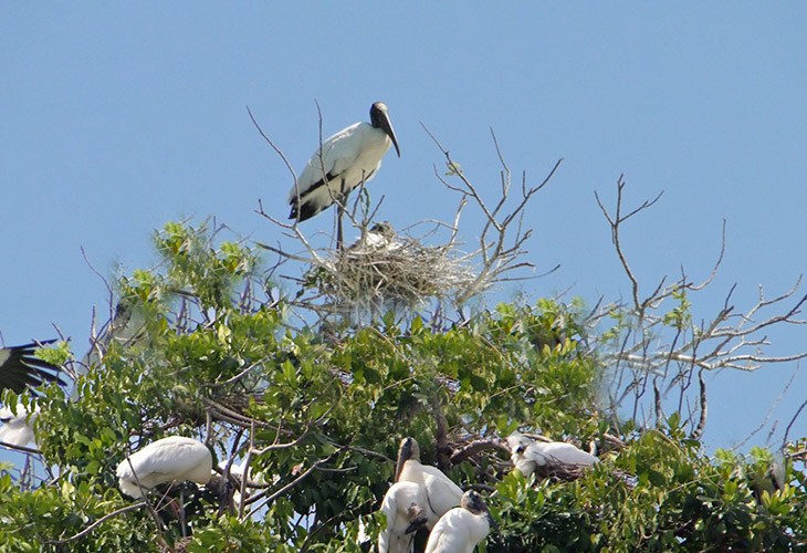 Wood Stork Nesting Habits - Avian Report