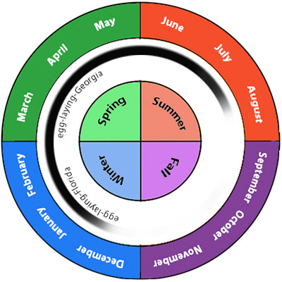 Wood Stork Nesting Habits - Avian Report