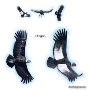 What Does an Andean Condor Look Like? - Avian Report