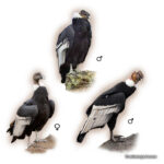 What Does an Andean Condor Look Like? - Avian Report