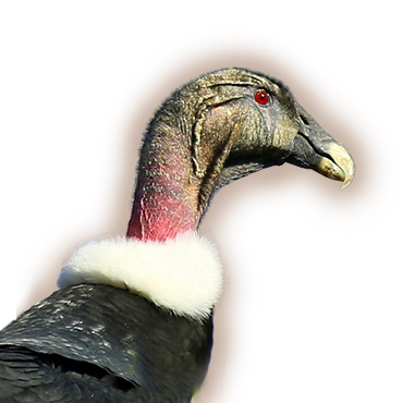 What Does an Andean Condor Look Like? - Avian Report