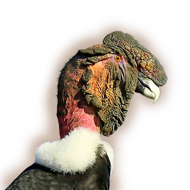 What Does an Andean Condor Look Like? - Avian Report