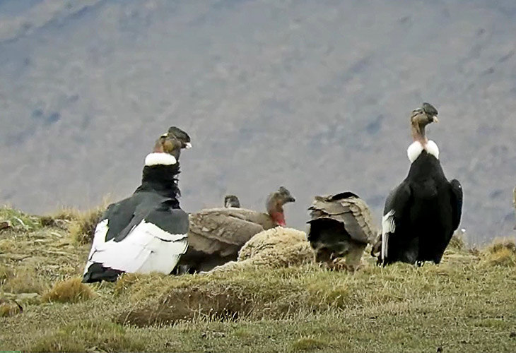 All About the Food Habits of the Andean Condor - Avian Report