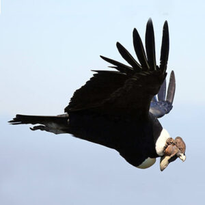 All About the Food Habits of the Andean Condor - Avian Report