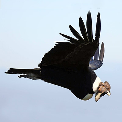 All About the Food Habits of the Andean Condor - Avian Report
