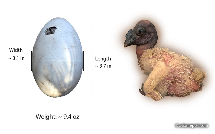 All About Andean Condors Nesting Habits - Avian Report