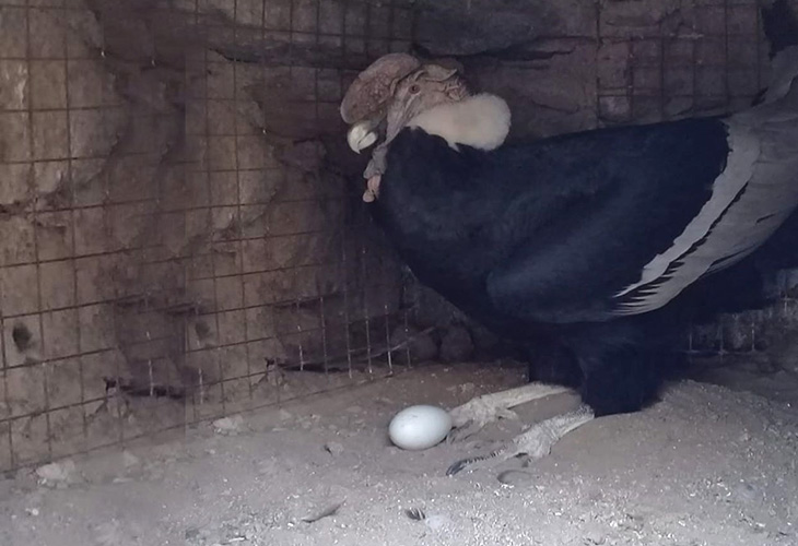 All About Andean Condors Nesting Habits - Avian Report