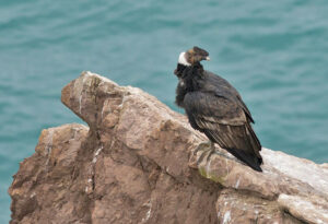 All About the Food Habits of the Andean Condor - Avian Report
