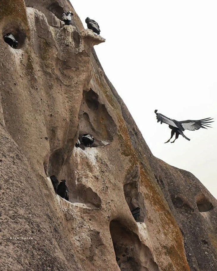All About the Andean Condor Range and Habitat and Range - Avian Report