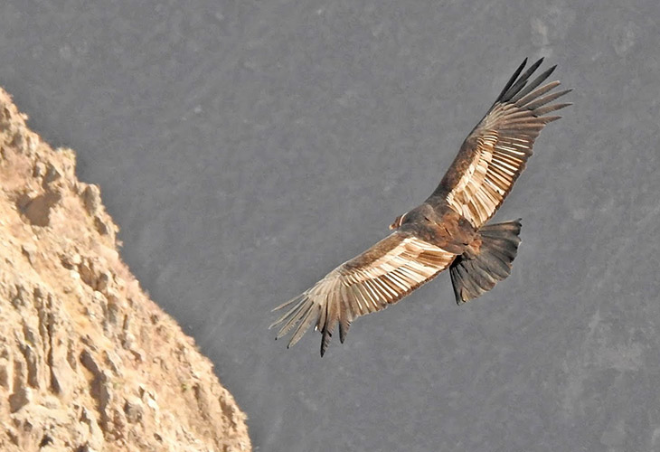 All About the Food Habits of the Andean Condor - Avian Report