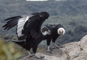 Is the Andean Condor Endangered of Extinction? - Avian Report