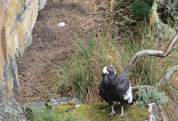 All About Andean Condors Nesting Habits - Avian Report