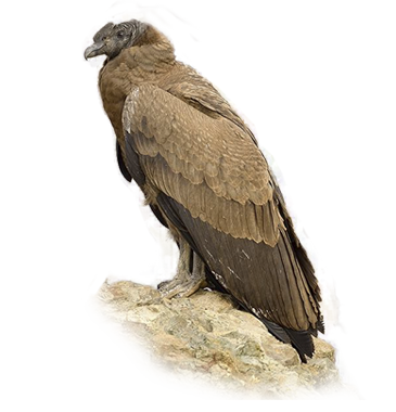 Little Known Facts About the Andean Condor - Avian Report