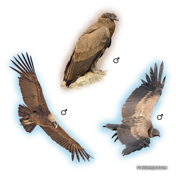What Does an Andean Condor Look Like? - Avian Report