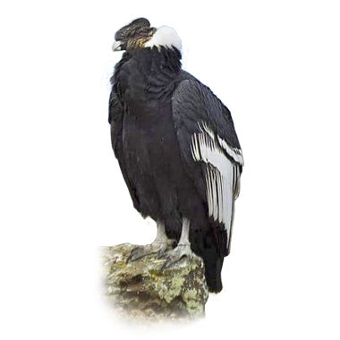 Is the Andean Condor Endangered of Extinction? - Avian Report