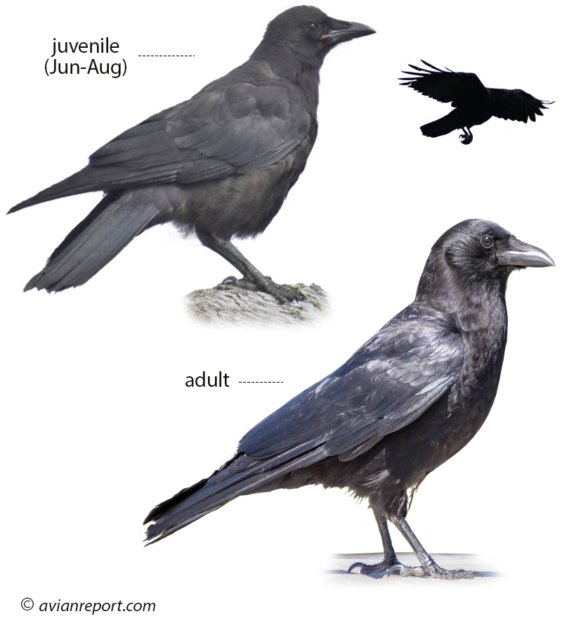 Identify 28 Bird Species that Visit Backyard Feeders in Nevada