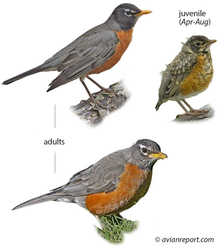 Identify 33 Bird Species that Visit Backyard Bird Feeders in Texas ...