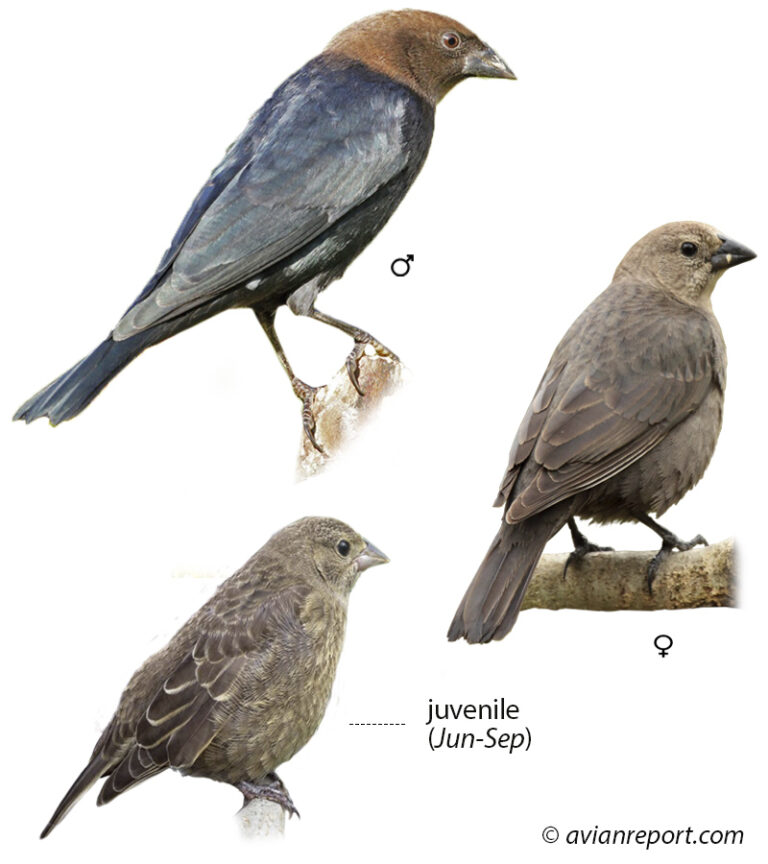 Identify 30 Bird Species that Visit Backyard Feeders in Florida