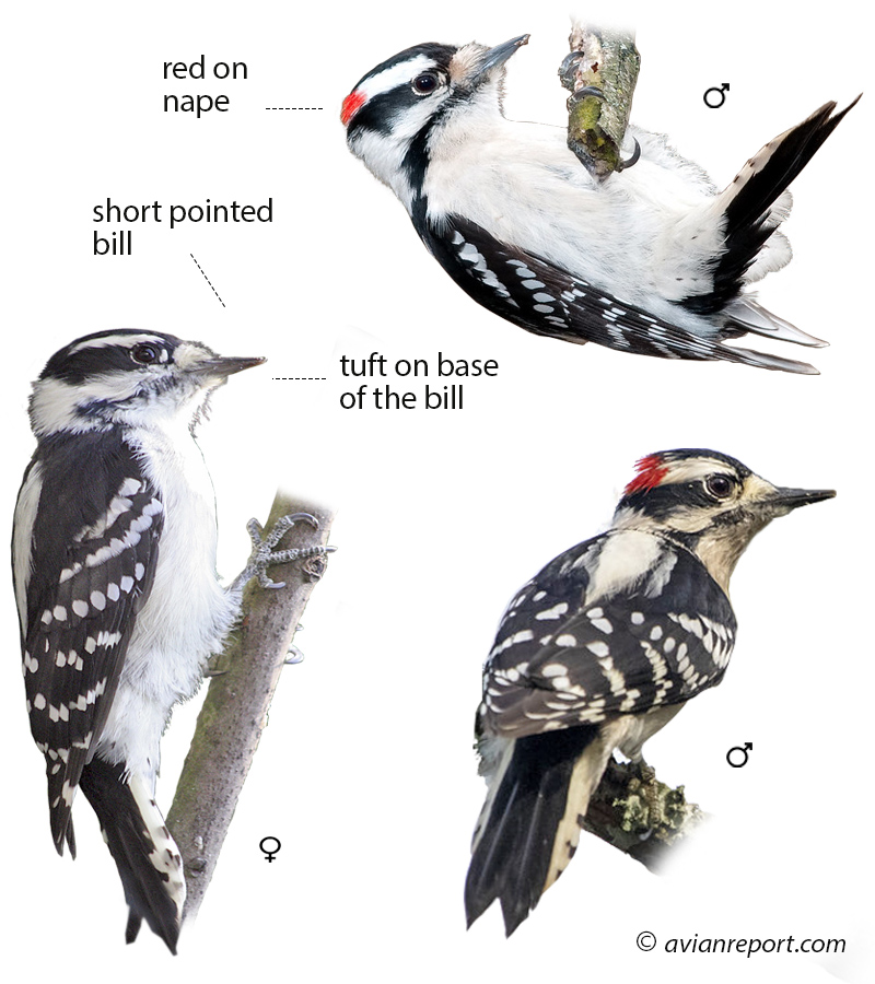 Woodpeckers of the Northwest: A Comprehensive ID Guide - Avian Report