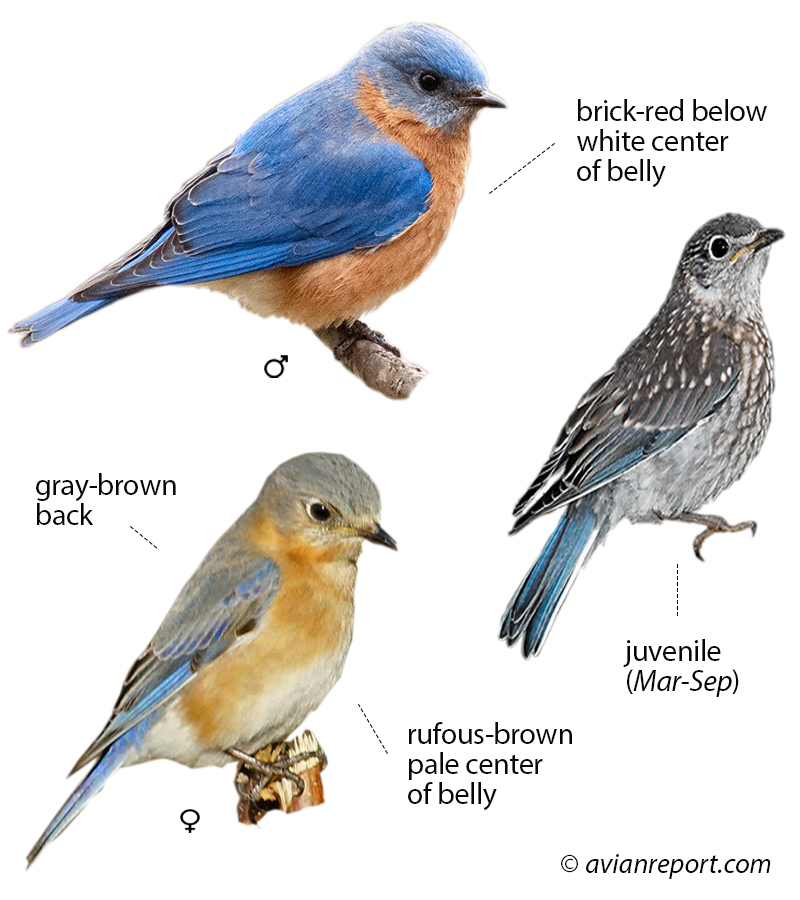 Identify the 32 Bird Species that Visit Backyard Feeders in the State ...