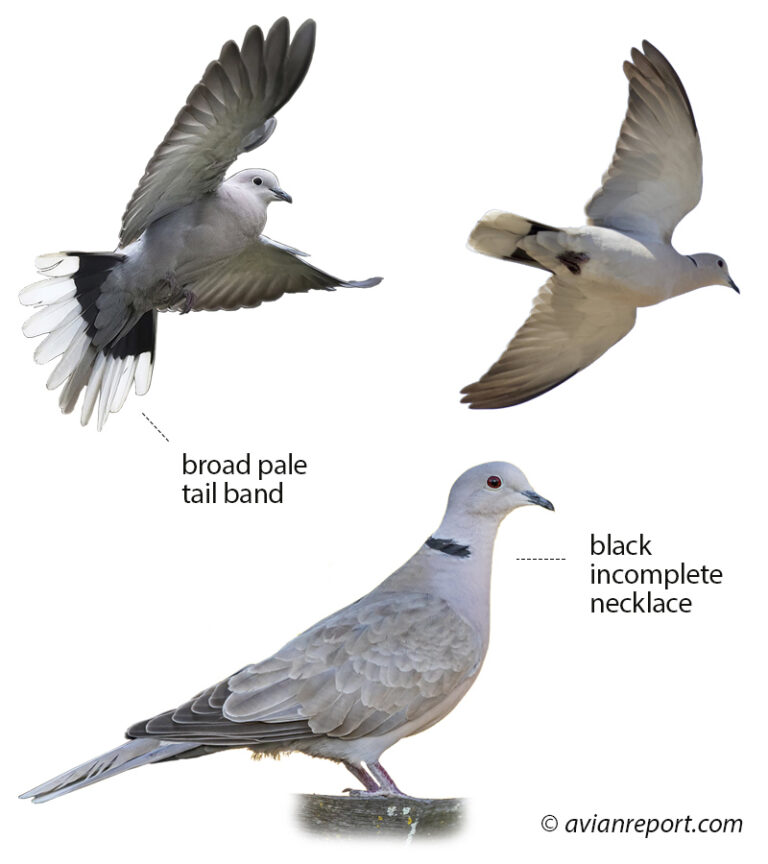Identify the 30 Bird Species that Visit Backyard Feeders in the State ...