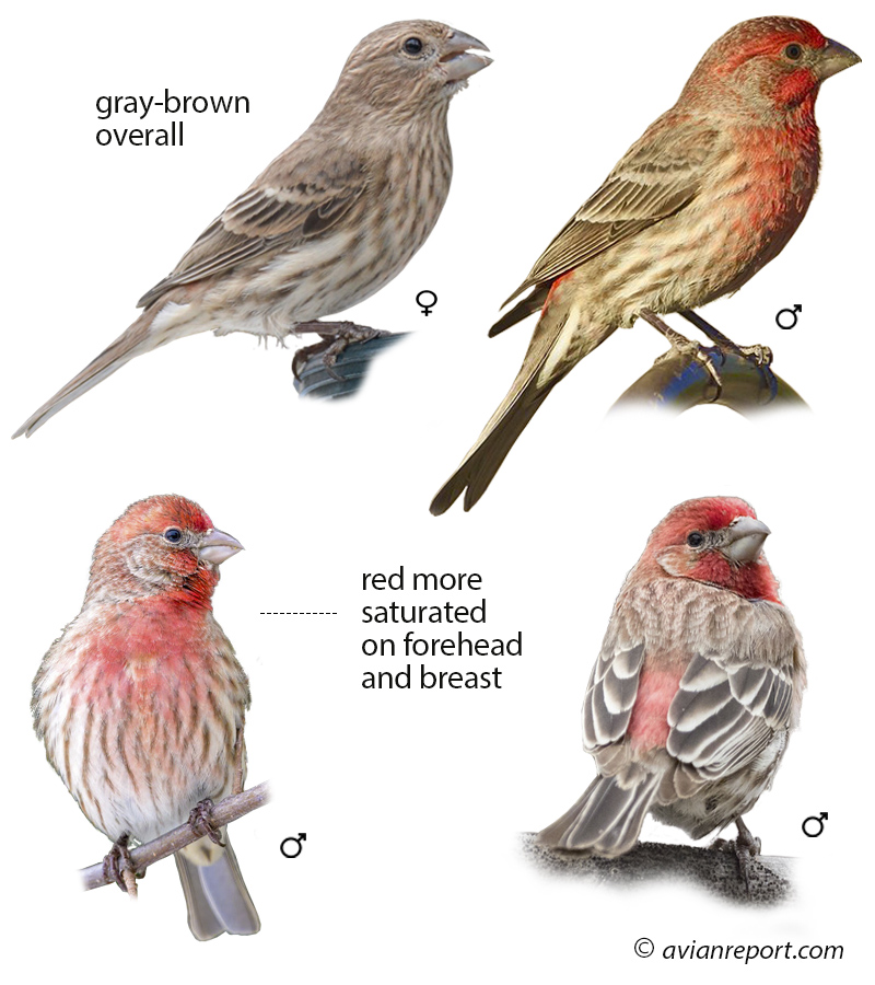 Identify 25 Bird Species Visiting Backyard Feeders in Arizona - Avian ...