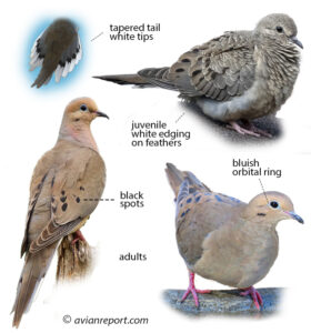 Identify 25 Bird Species Visiting Backyard Feeders in Arizona - Avian ...