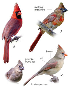 Identify 41 Bird Species that Visit Backyard Feeders in Tennessee