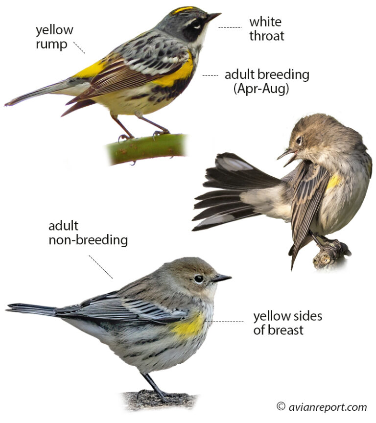 Birds that Visit Backyard Bird Feeders in Colorado: An ID Guide