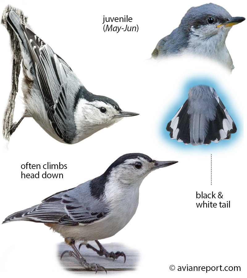 Birds that Visit Backyard Bird Feeders in Colorado: An ID Guide
