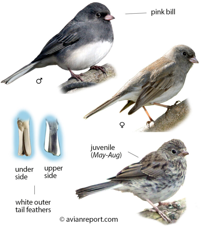 British Columbia Backyard Feeder Birds: The Definitive Guide