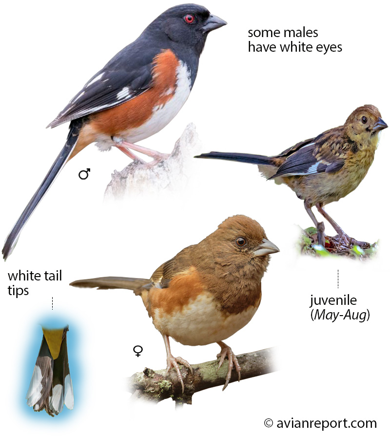 Identify 29 Bird Species that Visit Backyard Feeders in North Carolina