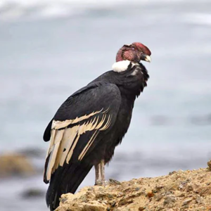 All About the Andean Condor Range and Habitat and Range - Avian Report