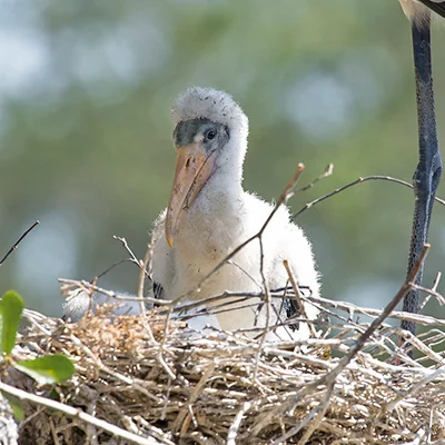 Wood Stork Nesting Habits - Avian Report