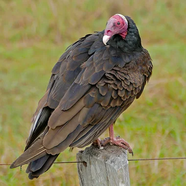 What Does a Turkey Vulture Look Like? - Avian Report