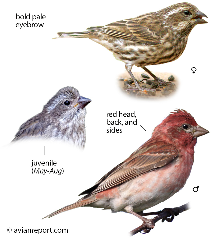 Identify the 30 Bird Species that Visit Backyard Feeders in the State ...