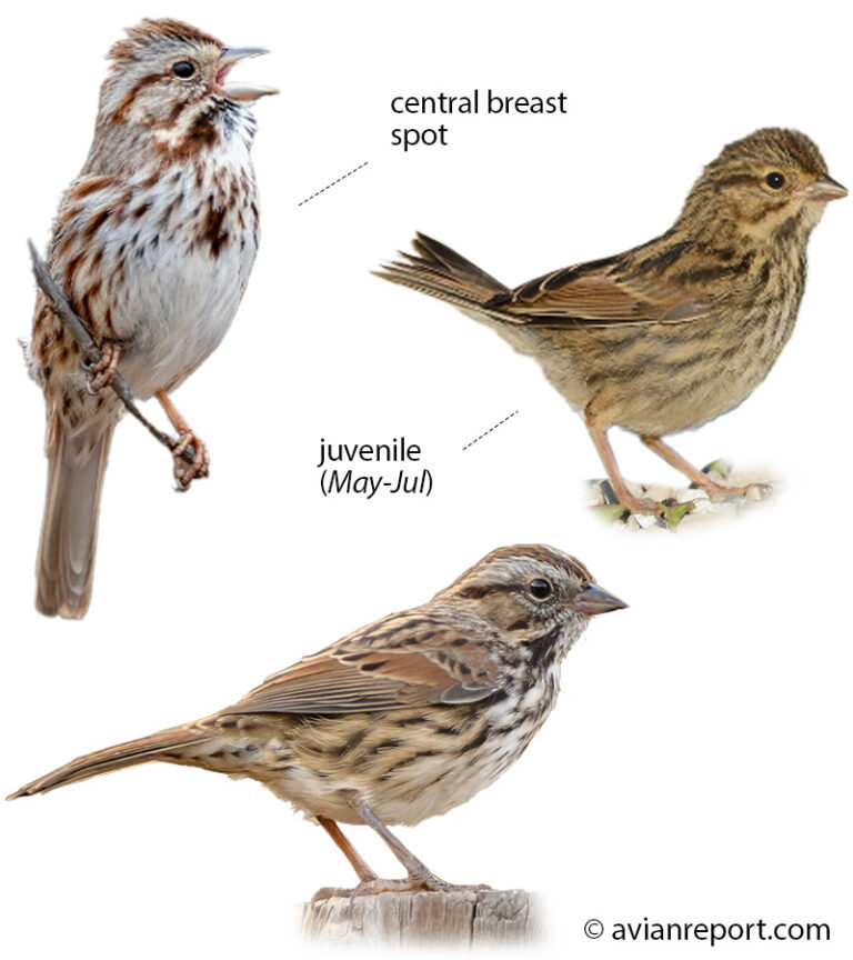 Identify the 30 Bird Species that Visit Backyard Feeders in the State ...