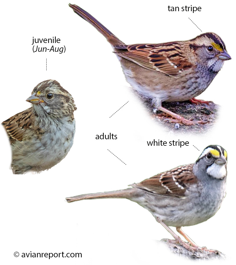 Identify the 32 Bird Species that Visit Backyard Feeders in the State ...