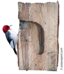Cavity Creators: Woodpecker Nesting Habits - Avian Report