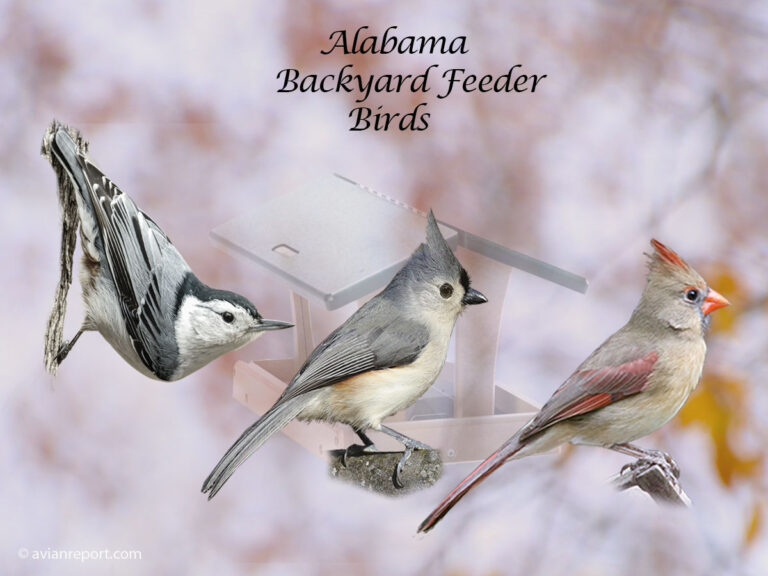 Identify 30 Species of Birds that Visit Backyard Feeders in Alabama