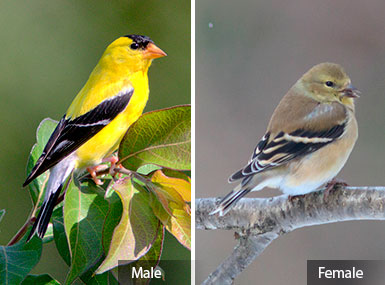 Birds of Acadia National Park (with sounds) - Avian Report