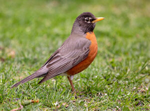 Birds of Acadia National Park (with sounds) - Avian Report