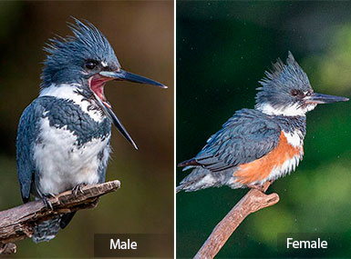 Birds of Acadia National Park (with sounds) - Avian Report