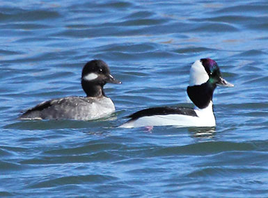 Birds of Acadia National Park (with sounds) - Avian Report