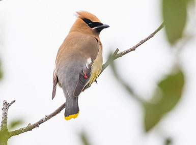 Birds of Acadia National Park (with sounds) - Avian Report