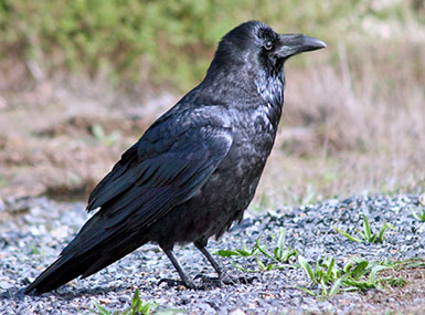 Birds of Acadia National Park (with sounds) - Avian Report
