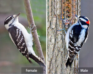 Birds of Acadia National Park (with sounds) - Avian Report