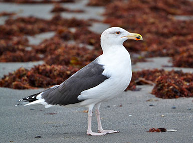 Birds of Acadia National Park (with sounds) - Avian Report