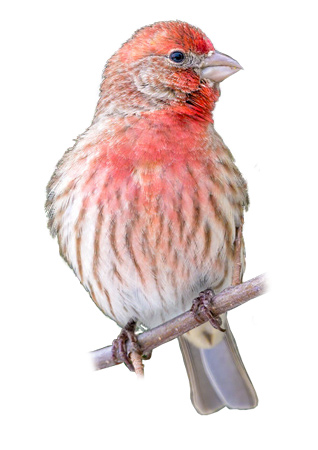 Identify 30 Species of Birds that Visit Backyard Feeders in Alabama